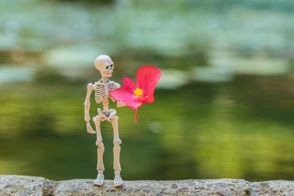 My best skeleton pictures for 2019 - Stuck In Plastic